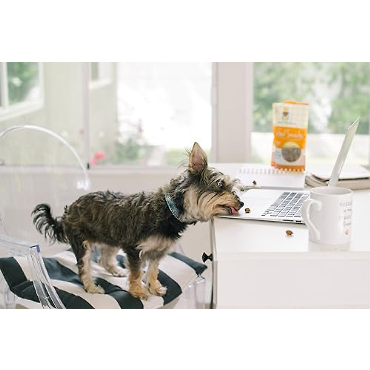 Remy’s Kitchen Sweet Potato Turmeric Freeze Dried Dog Treats USA Sourced and Small Batch Made - Human-Grade, All Natural Superfood Dog Snacks Without Artificial Preservatives, Grain Free - 3.5 oz