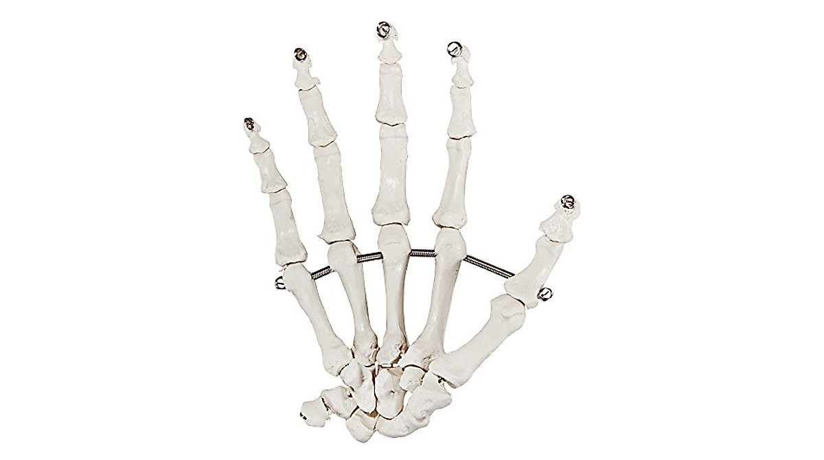 Axis Scientific Skeletal Hand Model | Fully Articulated & Accurate for ...