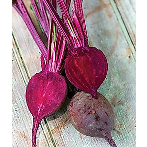 Burpee Detroit Dark Red Medium Top Beet Seeds 1000 seeds