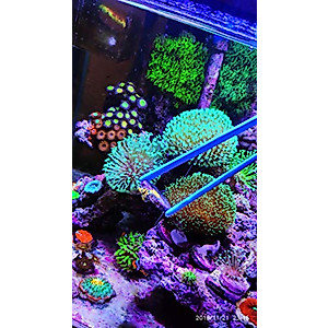 Aquarium Choice Coral Feeder Long Syringe Reef Feeder SPS HPS Marine Reef Coral Feeder Tool Fish Excreta Cleaner (11.8 inch Coral Tweezers Never Rust)