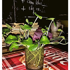 Mainam Whorled Pennywort Bunch Hydrocotyle Verticillata Live Aquarium Plants 3 Days Live Guaranteed for Freshwater Pond Fish Tank