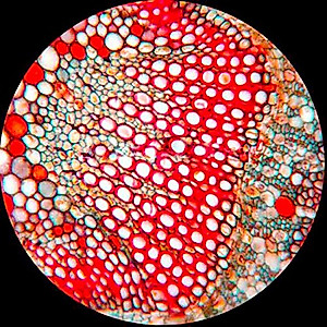 AmScope PS100D Prepared Microscope Slide Set for Basic Biological Science Education, 100 Anatomy and Botany Slides, Set D, Includes Fitted Wooden Case