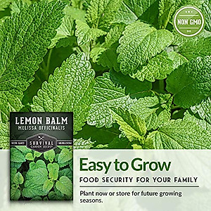 Survival Garden Seeds - Lemon Balm Seed for Planting - Packet with Instructions to Plant and Grow Melissa Officinalis in Your Home Vegetable Garden - Non-GMO Heirloom Variety