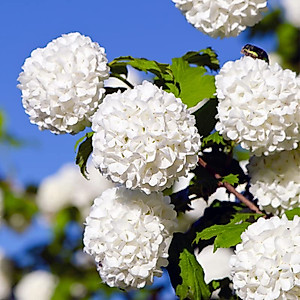 Old Fashion Snowball Viburnum Plant Live, Japanese Viburnum Shrub Bush from 6 to 12 Inc Height 4 Inc Pot