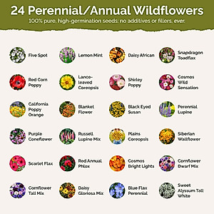 Eden Brothers Georgia Wildflower Mixed Seeds for Planting, 1/4 lb, 120,000+ Seeds with Cornflower, Cosmos, African Daisy | Attracts Pollinators, Plant in Spring or Fall, Zones 3, 4, 5, 6, 7, 8, 9, 10