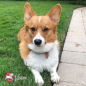 Fromm Adult Gold Premium Dry Dog Food - Chicken Recipe - 30 lb