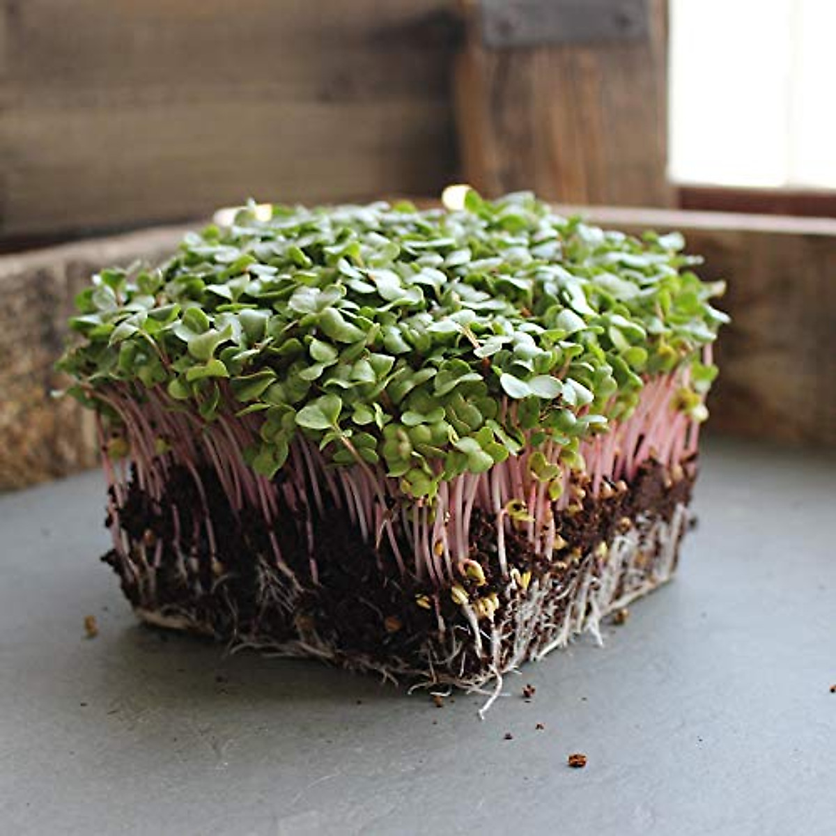 Radish Sprouting Seed - Red Arrow Variety - 1 Lb Seed Pouch - Heirloom Radish Sprouts - Non-GMO Sprouting and Microgreens