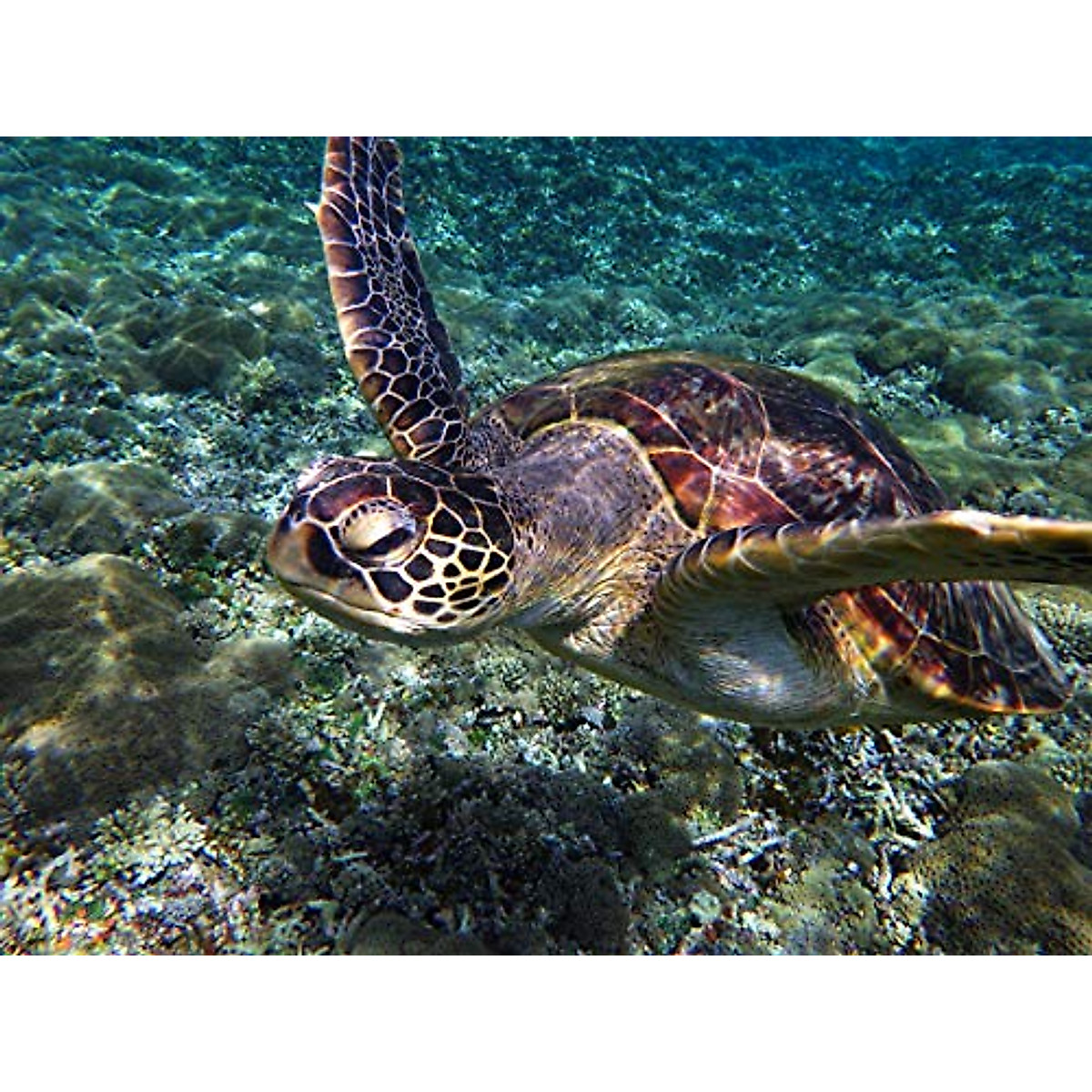 Ricoh WG-70 Black Waterproof Digital Camera 16MP