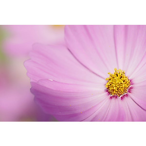 Pentax 100mm f/2.8 WR D FA smc Macro Lens for Pentax Digital SLR Cameras