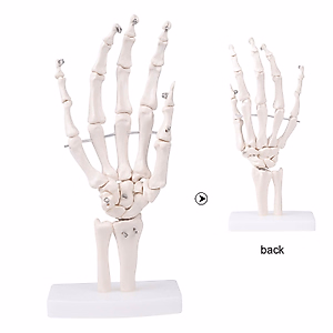 Hand Joint Anatomical Model Skeleton Model Human Medical Anatomy Life Size Educational Hand Bone Mold Anatomical Hand