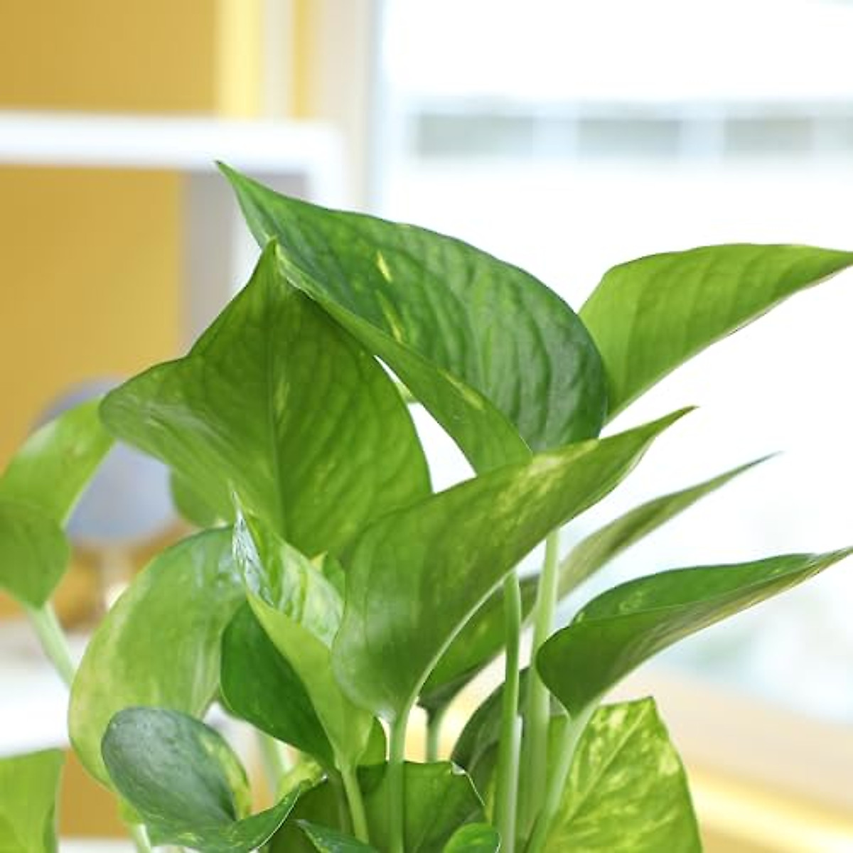 Altman Plants Golden Pothos Plant Live House Plant Live Plants, Trailing Plants Live Houseplants, Golden Pothos Live Plant Houseplant, Live Pothos Devils Ivy Live Plant Vine Money Plant Indoor Plants