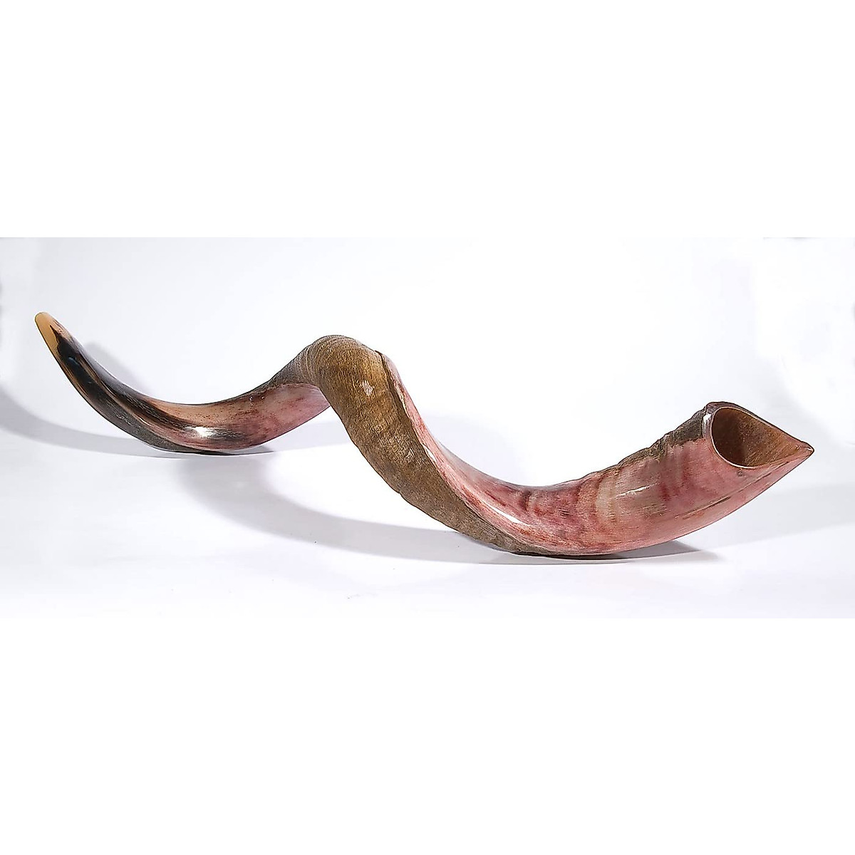 22"-24" Half Polished Half Natural Kudu Horn Shofar Kosher Israel Tradition