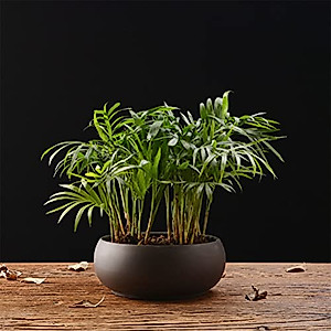 Zerodeko Small Terrarium Purple Sand Succulent Flower Pot Pet Decorations Purple