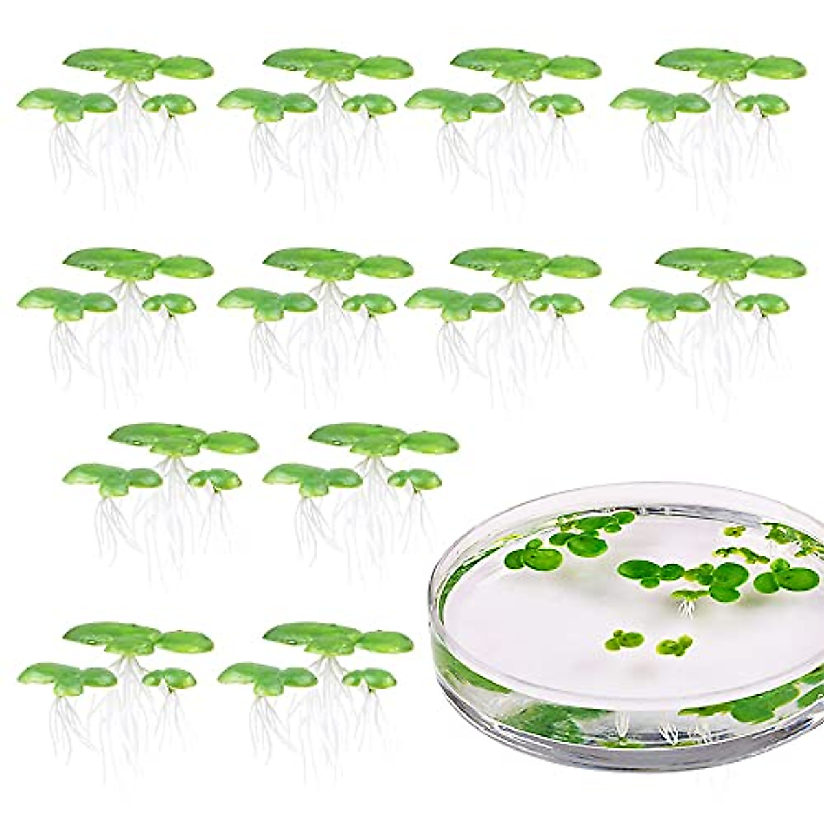 Dong Huang 36pcs Mini Fake Duckweed, Artificial Floating Duckweed, Plastic Aquarium Simulation Floating Plants for Fish Tank Aquariums Decor
