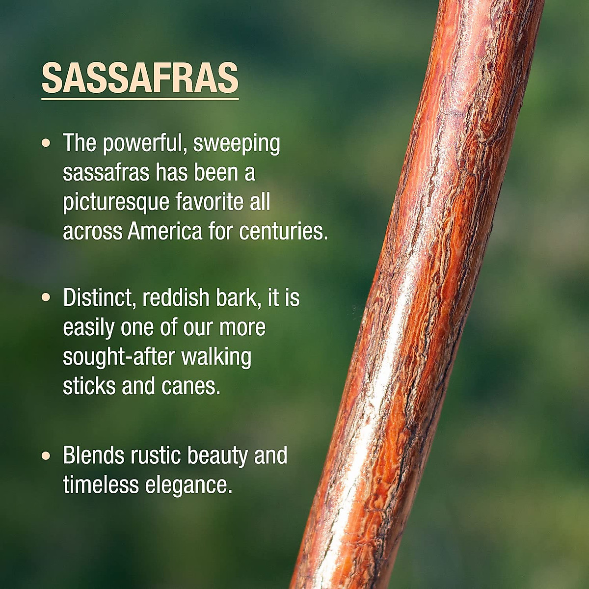 Brazos Rustic Wood Walking Stick, Sassafras, Traditional Style Handle, for Men & Women, Made in the USA, 55"
