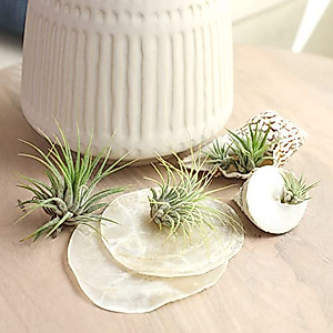 Air Plant Low Light House Plants Box (8PK) Tillandsia Air Plants Live Houseplants Live Indoor Plants Live Succulents Plants Live Terrarium Plants Live, Air Plant Holder Airplant Kit by Plants for Pets