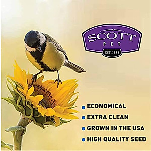 EasyGoProducts Black Oil Sunflower Bird Seed Food – Wild Birds, Cardinals, Squirrels and Much More – 25 Lbs