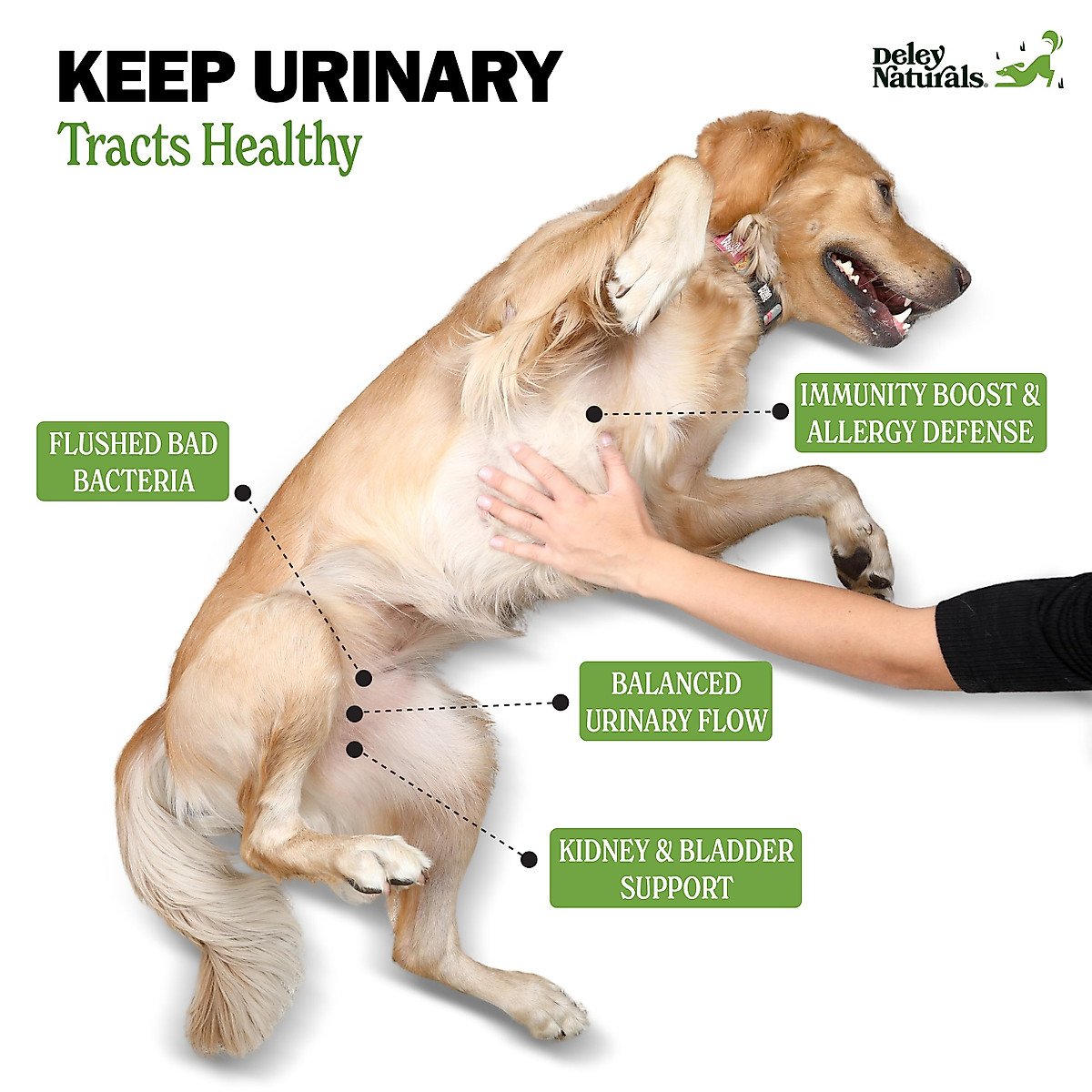 Deley Naturals Dog UTI Prevention - 120 Grain Free Soft Chews - Incontinence, Bladder, Kidney & Immune System Support - Cranberry Pills - D-Mannose & Echinacea - Made in USA - Natural Chicken Flavor