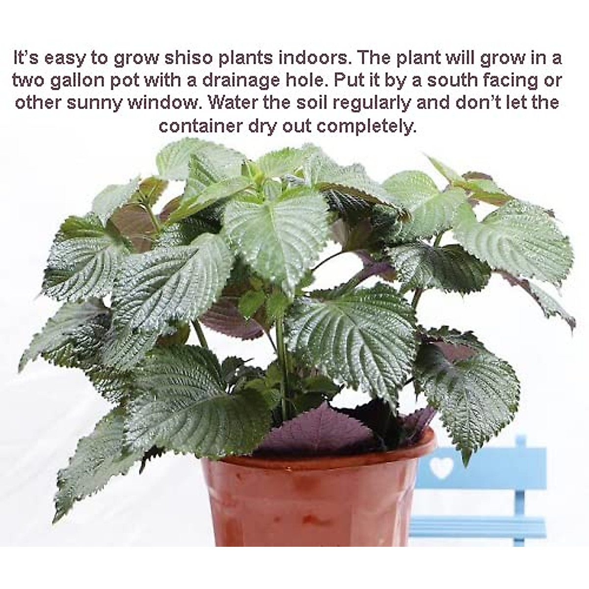 For 2024! 200 Perilla Seeds,Non GMO Seeds for Sprouting, Heirloom Vegetable Seeds for Planting. Great Hydroponic Seeds for Pods(Egoma/Sesami Herb Seeds #2,Perilla 紫苏,Green-1g,200 Seeds)