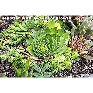 Sempervivum Succulents Plants Live Indoor Plants (5PK), Sempervivum Plants Live Houseplants, Hen and Chicks Live Plants Indoor House Plants, Rosette Succulent Plants in Plant Pots by Plants for Pets