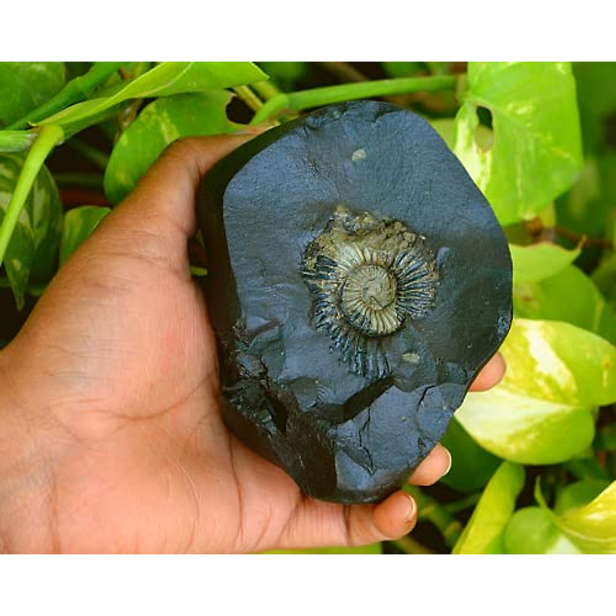 Shiva Lingam Shop 3.5"X3"Shaligram, Religious Gifts, Sudarshan Saligram Stone,Natural Shaligram Fossilized Shell, Iconic Symbol of The God Vishnu -I-6026