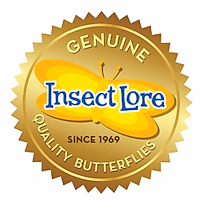 Insect Lore - Butterfly Growing Kit - With Voucher to Redeem Caterpillars Later