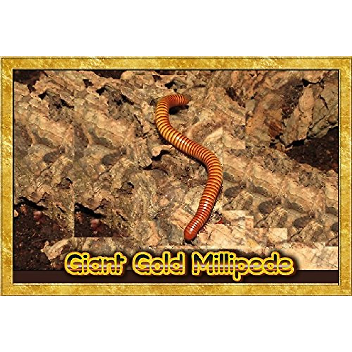Insectsales.com Live Giant Gold Millipede Educational & Fun (Orthroporus ornatus)