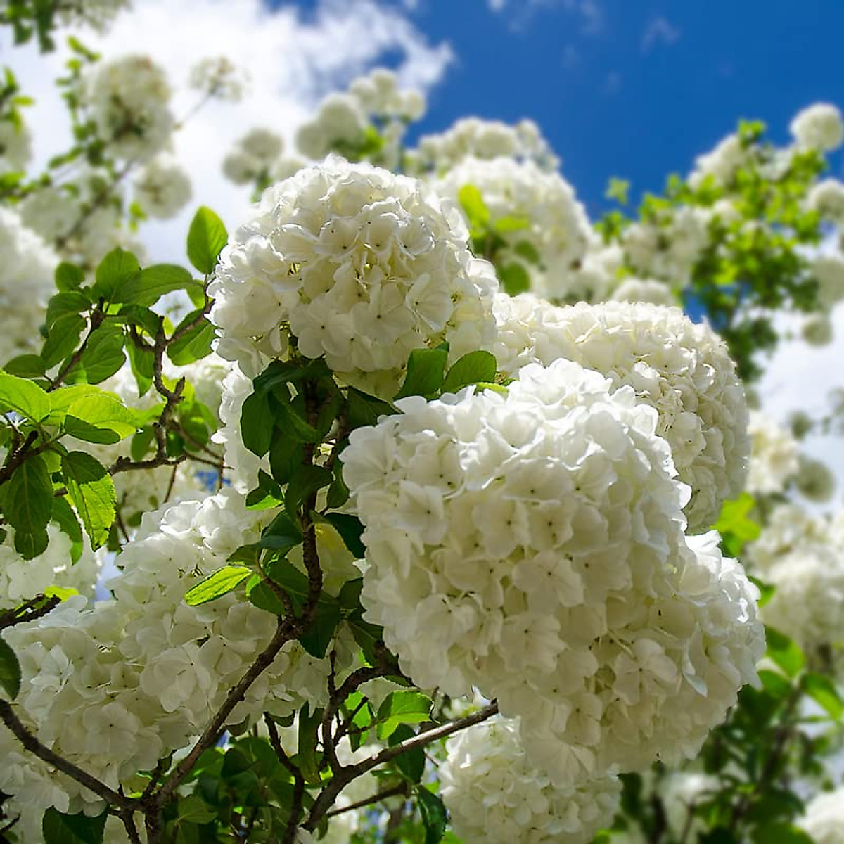 Old Fashion Snowball Viburnum Plant Live, White Snowball Bush Plant from 8 Inc Tall 4 Inc Pot for Planting