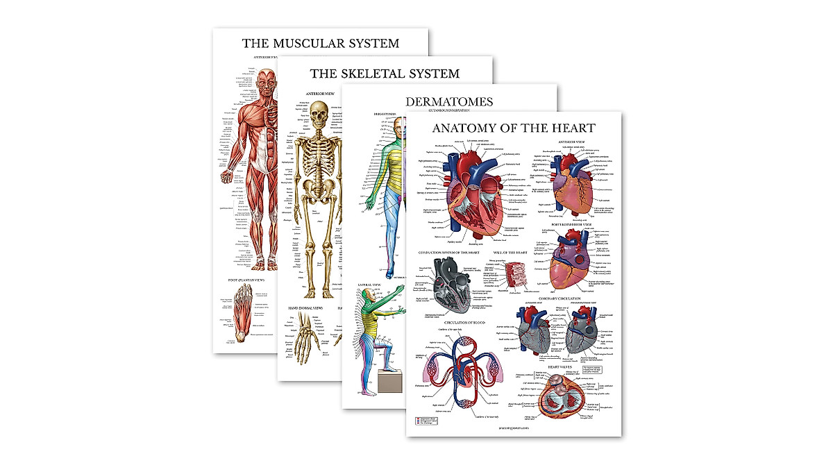 Palace Learning Anatomical Poster Set - Laminated 4 Pack