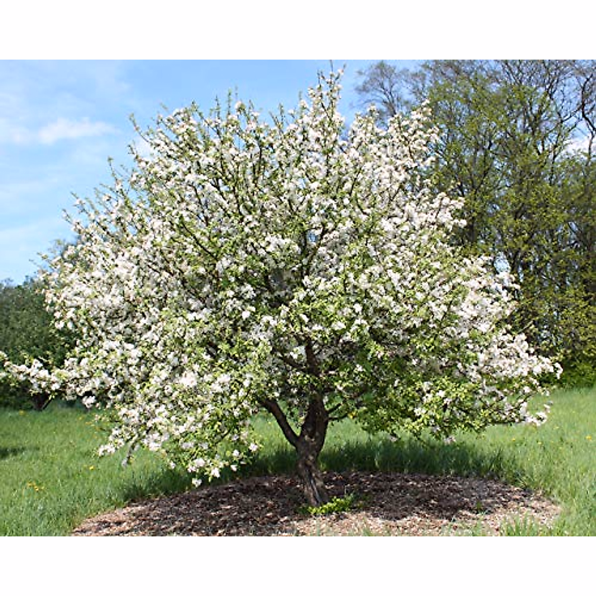 European/French Crab Apple Tree Seeds, 20 Apple Seeds Per Packet, (Isla's Garden Seeds), Non GMO Seeds, Botanical Name: Malus sylvestris, 98% Germination Rates