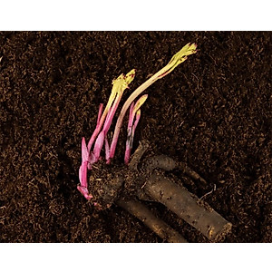 Marde Ross & Company Duchess De Nemours Double White Peony Bulbs - Bare Root 3-5 Eyes, Delightful Fragrance | Peony Plants for Planting Outdoors