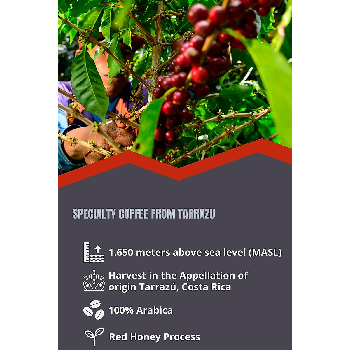 La Cumbre Specialty Coffee Whole Bean Medium Roast, Arabica Beans, Low Acid, Gourmet Whole Bean, Vegan, Kosher & Keto Friendly, Red Honey Process 12 oz, 2 Pack