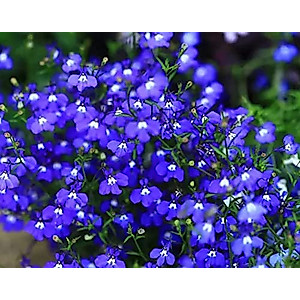 2000+ Blue Creeping Thyme Seeds for Planting Thymus Serpyllum - Heirloom Ground Cover Plants Easy to Plant and Grow - Open Pollinated (Blue)