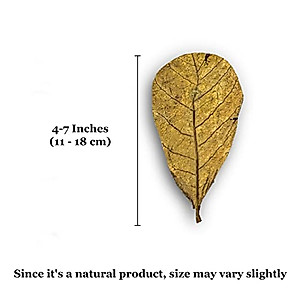 SunGrow 10 Pack Axolotl Indian Almond Leaves for Aquarium, 5-Inches, Catappa Leaf Soothes Pet’s Slime Skin, Aquarium Water Conditioner Leaves Improves Tank Water Quality, Speeds Up Recovery Process