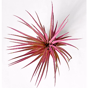 Small Air Plants - Colored Ionantha Rubra -Ionantha Guatemala Tillandsia Air Plant, Guatemala Tillandsia Live Airplant (Pink)