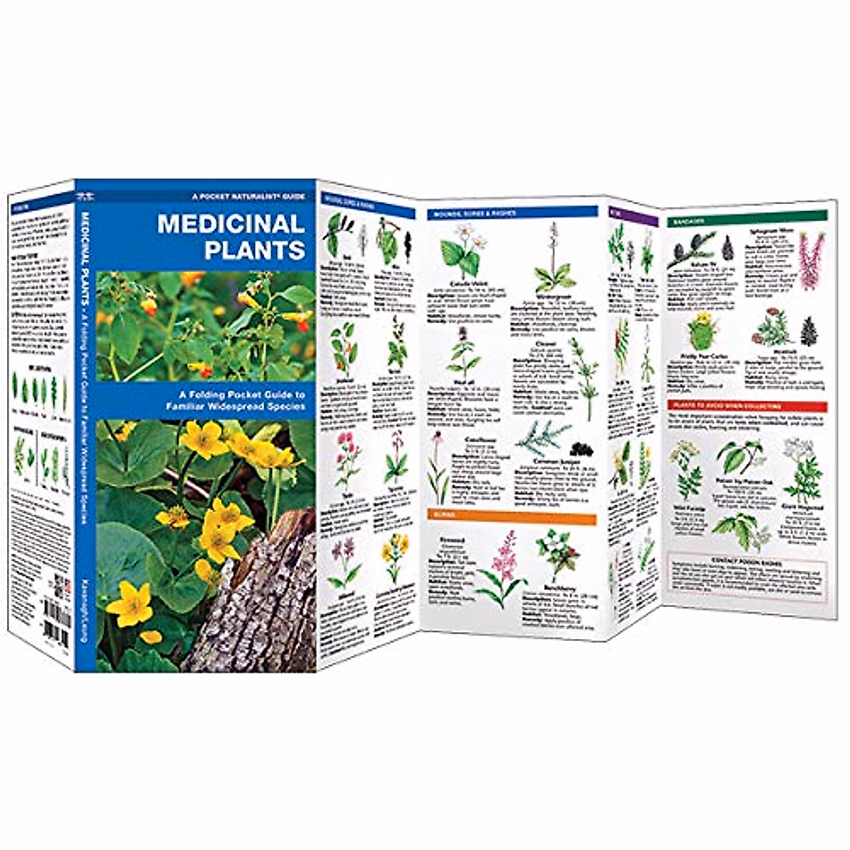 Medicinal Plants: A Folding Pocket Guide to Familiar Widespread Species (Nature Observation North America)