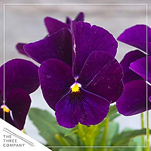 The Three Company Healthy Live Pansy - Purple (4 Per Pack), Early Spring Color, 6" Tall by 4" Wide in 1 Pint Square Pot