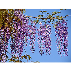 Bonsai Tree Seeds 5 Types, Wisteria Seeds, Black Pine Seeds, Sakura Seeds, Red Maple Seeds, Judas Tree Seeds, Highly Prized for Bonsai (100pcs)