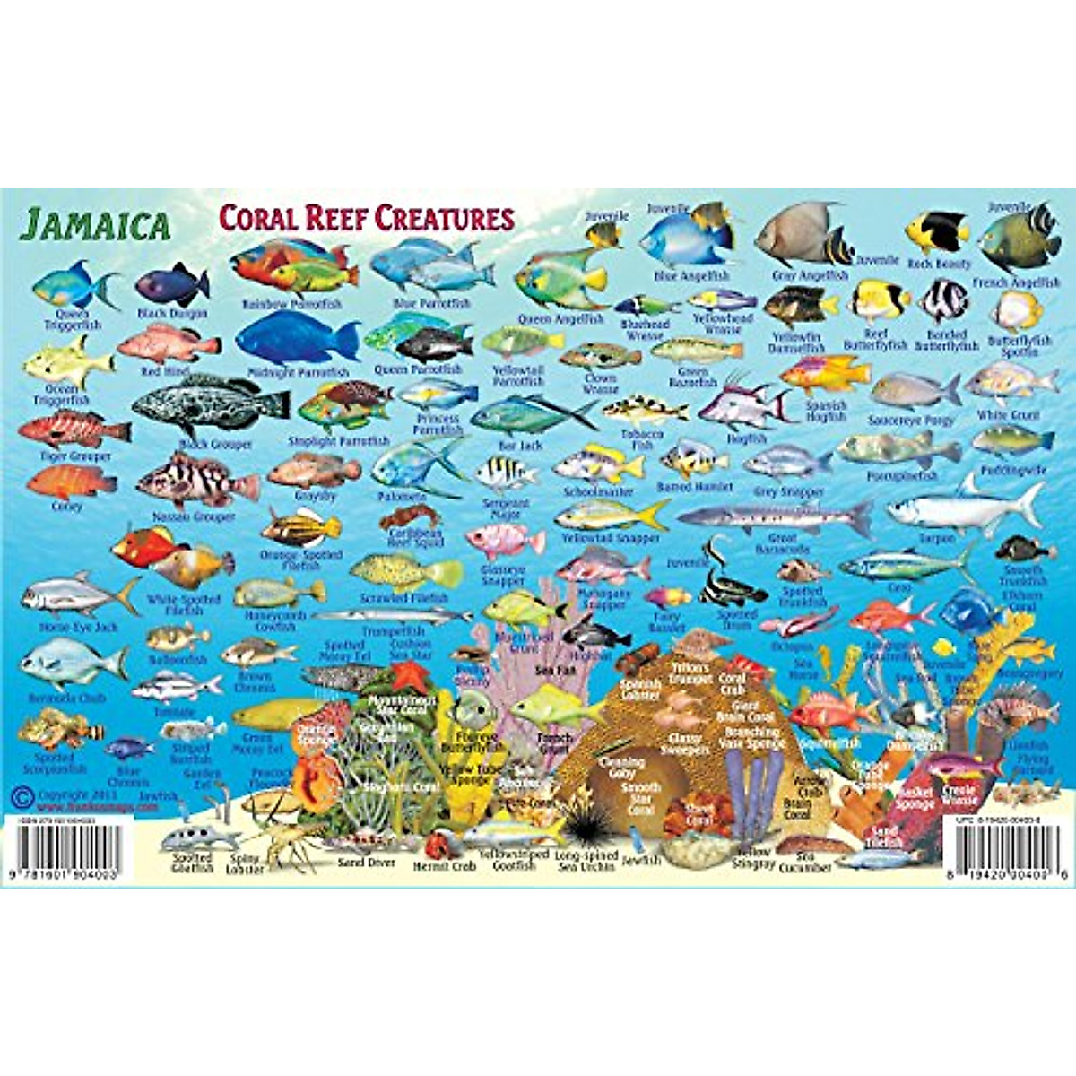 Jamaica Dive Map & Coral Reef Creatures Guide Franko Maps Laminated Fish Card