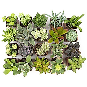 Altman Plants, Live Succulent Plants (20 Pack) Assorted Potted Succulents Plants Live House Plants in Cacti and Succulent Soil Mix, Cactus Plants Live Indoor Plants Live Houseplants in Planter Pots