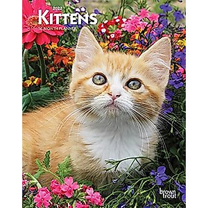Kittens 2022 6 x 7.75 Inch Spiral-Bound Wire-O Weekly Engagement Planner Calendar | New Full-Color Image Every Week | Animals Cats Pets
