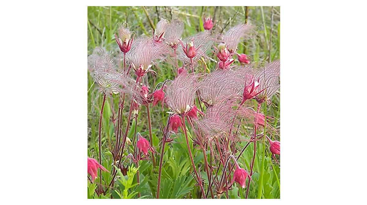 Buy 50 Prairie Smoke Seeds - Non-GMO Geum triflorum for Gardens