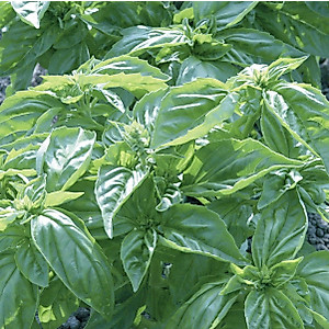 Burpee Genovese Basil Seeds 250 seeds