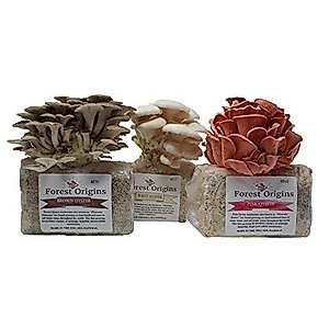 Forest Origins Specialty Trio Oyster Mushroom Grow Kit 3-Pack Variety - Beginner Friendly & Easy to Use, Grows in 10 Days | Handmade in California, USA | Top Gardening Gift, Holiday Gift & Unique Gift