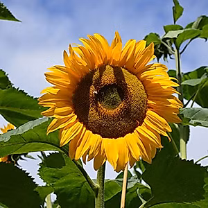 Sunflower Seeds - Mammoth Grey-Stripe - 5 Pounds - Yellow Flower Seeds, Heirloom Seed Attracts Bees, Attracts Butterflies, Attracts Pollinators, Easy to Grow & Maintain, Edible, Cut Flower Garden