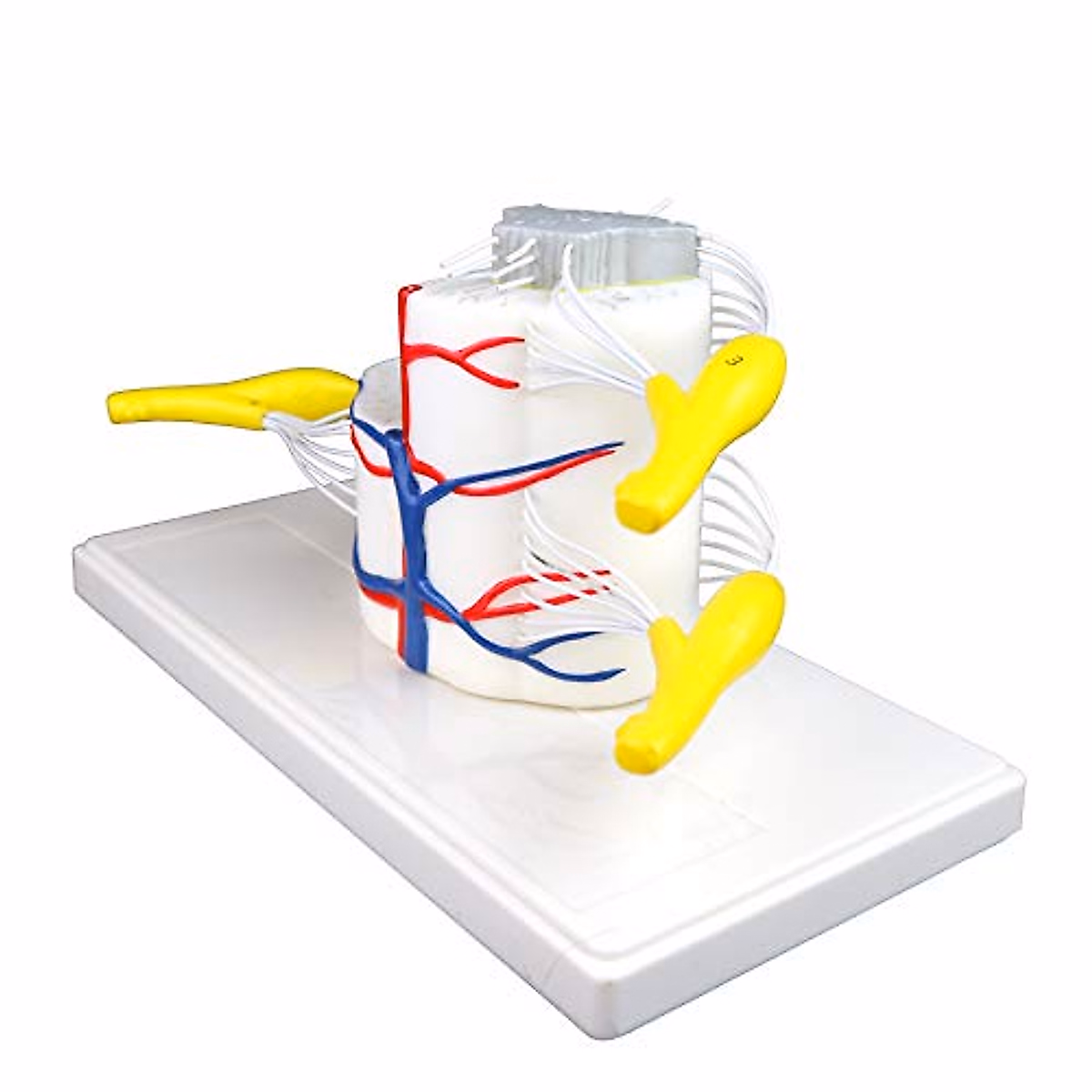 Vision Scientific VAV260 Medical Vertebral & Partial Spinal Cord|5X Life Size|Longitudinally&Cross Section Showing Grey&White Matter|Nerve Branches|Spinal Ganglion & Blood Vessels |Instruction Manual