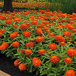 Outsidepride Zinnia Zahara Double Fire Heat & Drought Tolerant Garden Cut Flowers - 50 Seeds