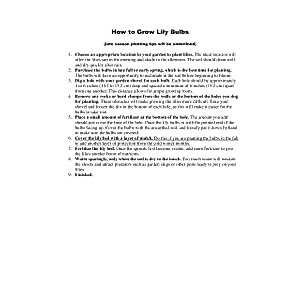 Hybrid Calla Lilies Mixed Value Pack - 5 Bulbs/pkg - Bright Colors Red, Orange, Yellow, Pink