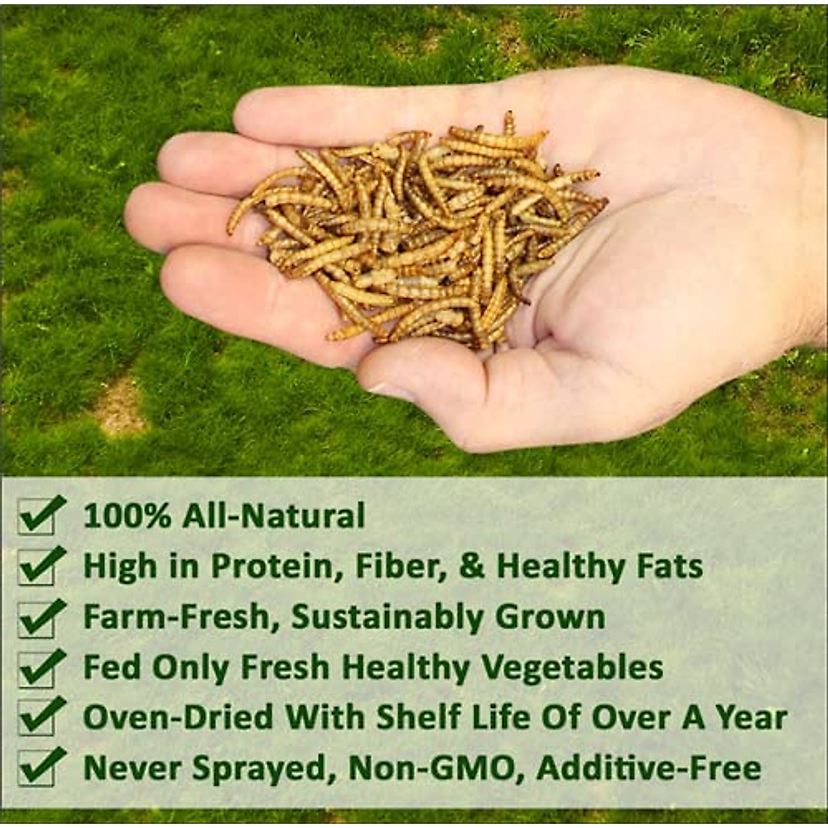 Dried Mealworms - 100% Natural, Non-GMO, High Protein, Bulk Insect Treat for Chicken, Laying Hen, Chick, Wild Bird, Bluebird, Duck, Goose, Turkey, Chickadee, Titmice, Wren, Reptile, Fish (10 lb.)