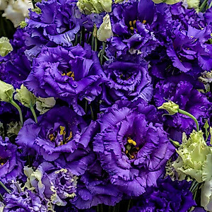Lisianthus Flower Seeds for Planting - 50 Annual Lisianthus Seeds Double Flower Seeds Non-GMO Heirloom Lisianthus Seeds